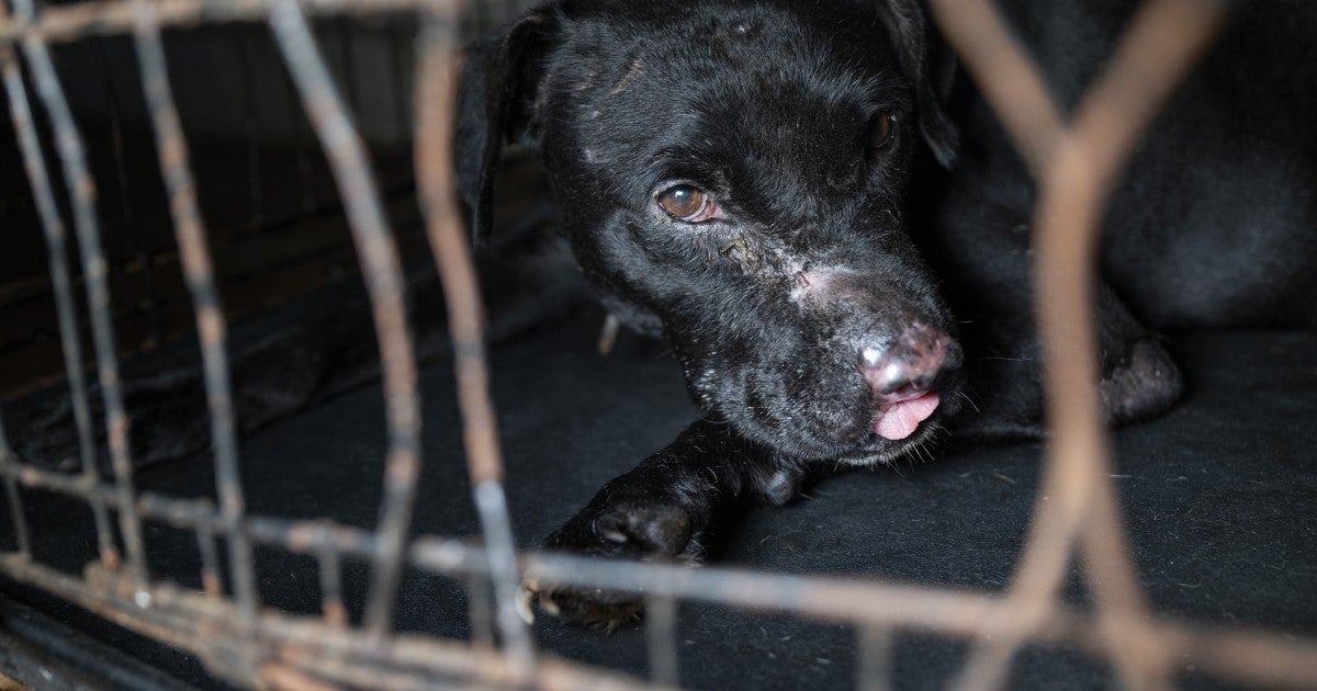 Urgent: Dogfighting rescue in Indiana | Humane World for Animals
